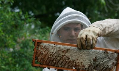 Using a Beehive Inspection Checklist - Backyard Beekeeping
